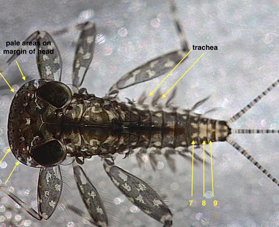 Aquatic Insects of Central Virginia: A new look at Leucrocuta