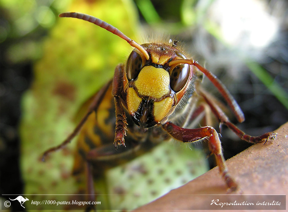 WILDLIFE GATEWAY: Frelon européen