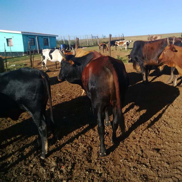 IsiBhaca Speaking People of South Africa