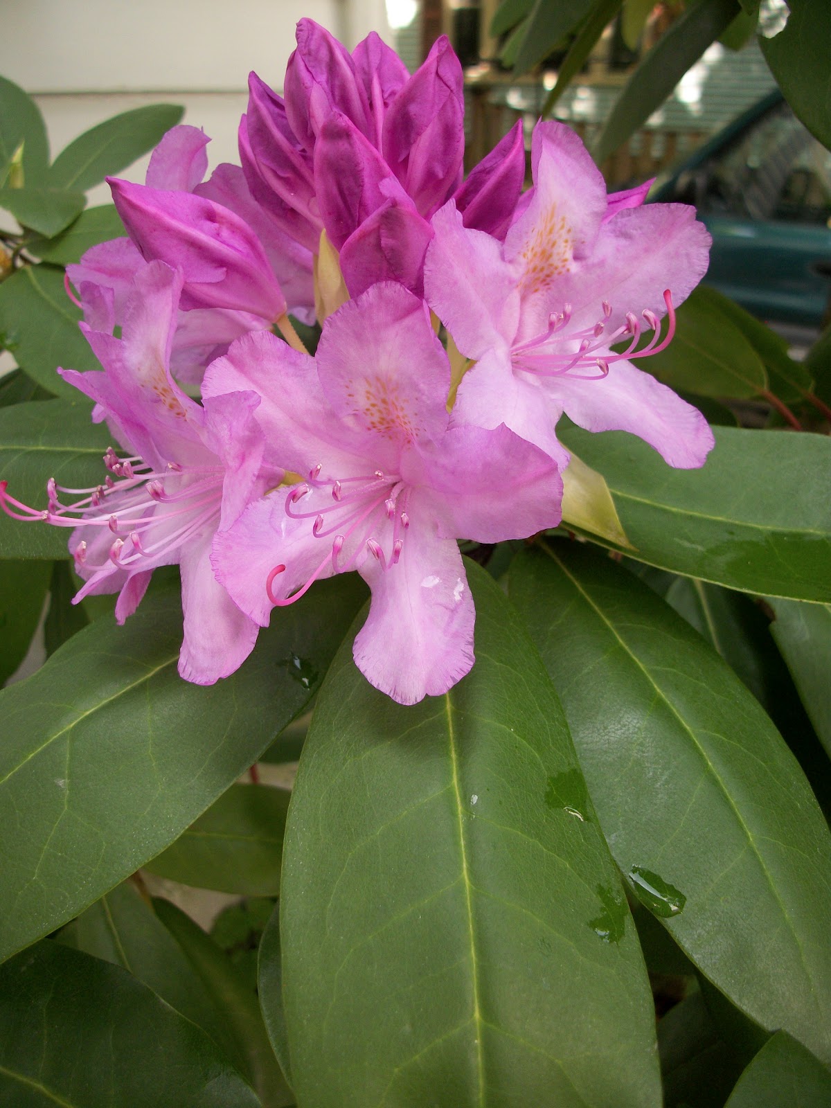 Writing Straight from the Heart: Rhododendron Bush Bursting with Blooms!