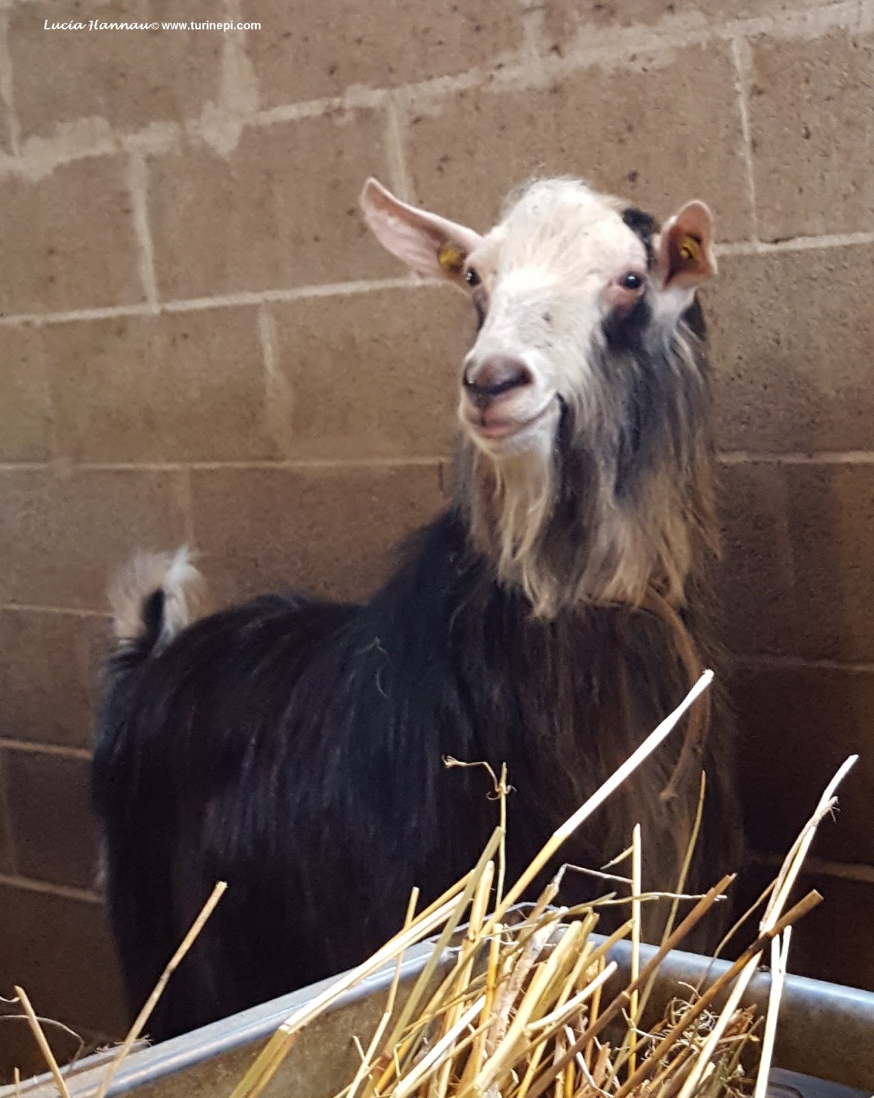 Turin Epicurean Capital: Queen goat