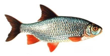 Les Vairons de Logala: Notre cheptel piscicole