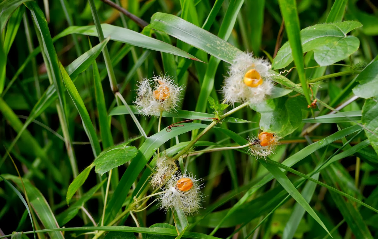 The Kambatik Park, Bintulu.: Pick of the park - Passiflora foetida ...