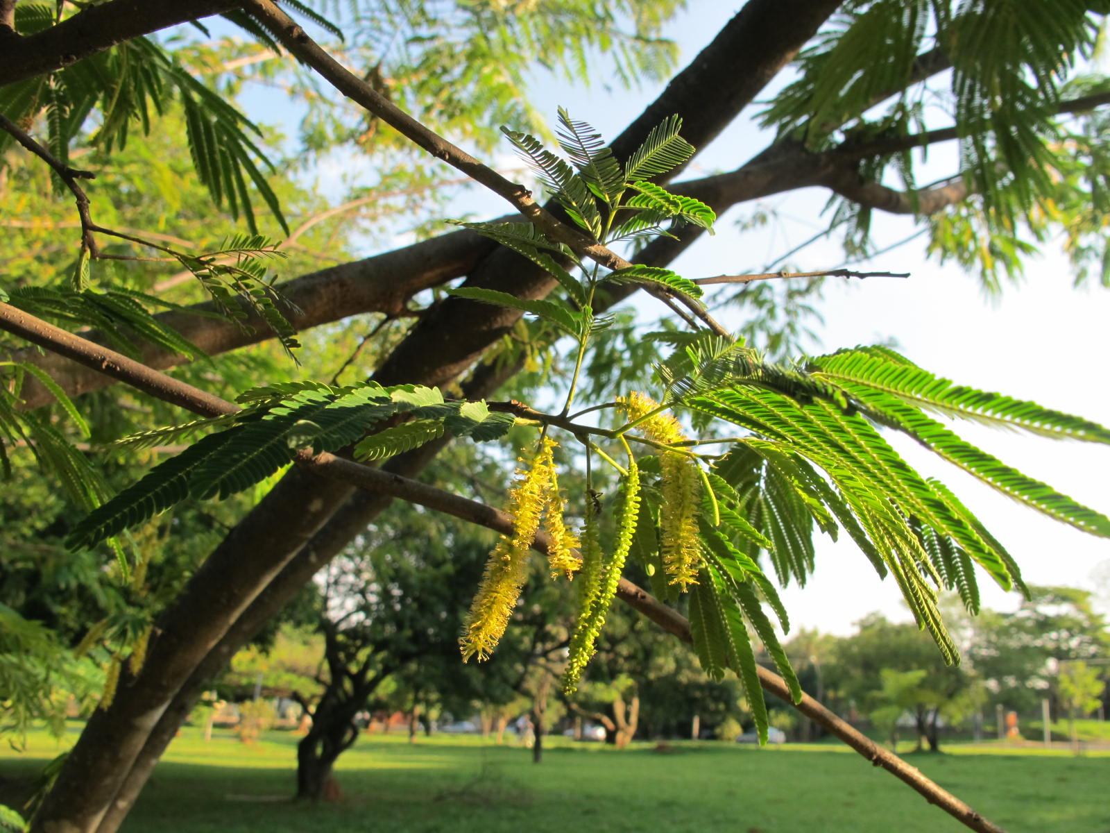 Fabaceae - Leguminosae no Brasil: Fabaceae - Parapiptadenia rigida ...