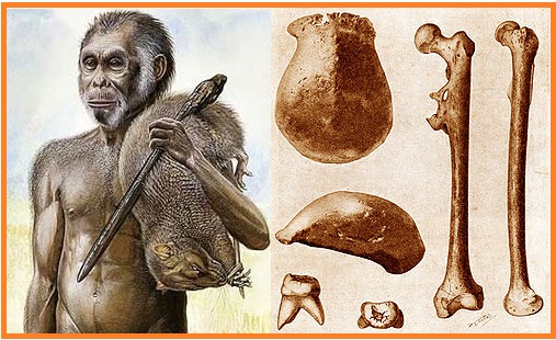 BIOLOGI GONZAGA: MANUSIA PURBA INDONESIA