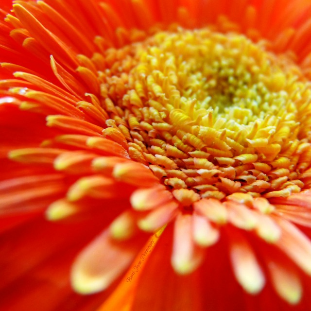 barri-jayne photography: take a flower in your hand