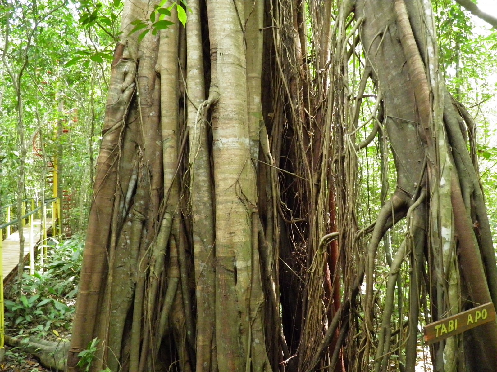noel autor: A Taste of Nature at Initao-Libertad Protected Landscape ...