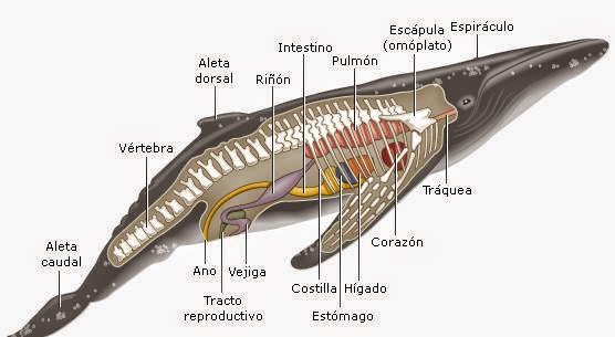 LA BALLENA - Imagenes de Amor Bonitas