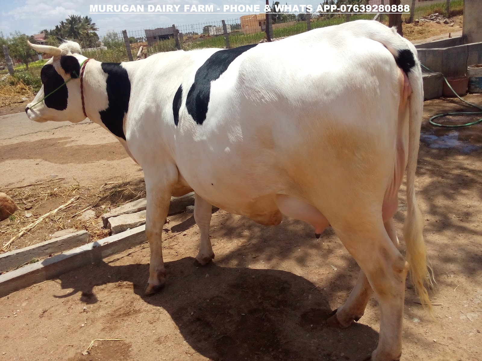 High Yielding HF Jersey Cows For Sale In Tamilnadu Kerala Andra Pradesh HF COWS PICTURES high-yielding-hf-jersey-cows-for-sale-in-tamilnadu-kerala-andra-pradesh-hf-cows-pictures