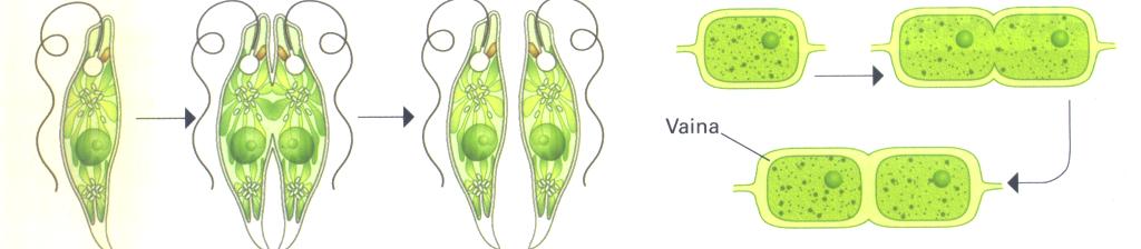 Opiniones de Fragmentación