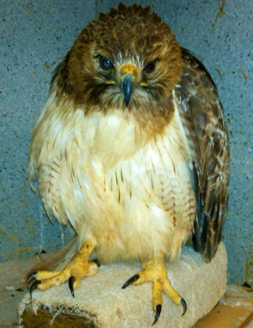 World Bird Sanctuary: Miracle Bird