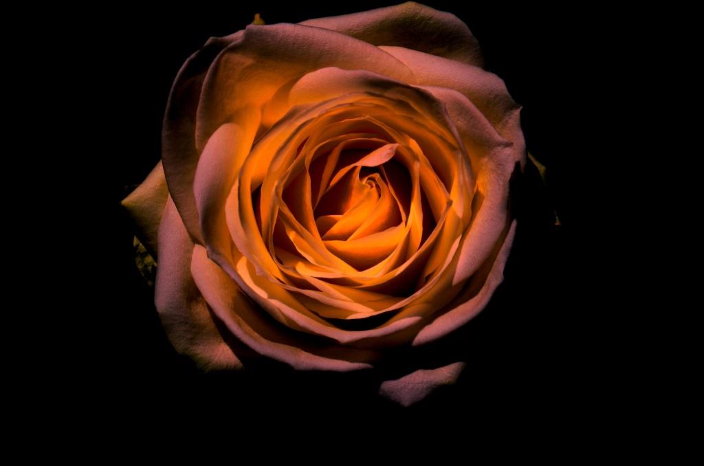 ps-pictureshop: Rose, Roza, hoa hồng, Roses, faqekuq, ruže, roser, roses,