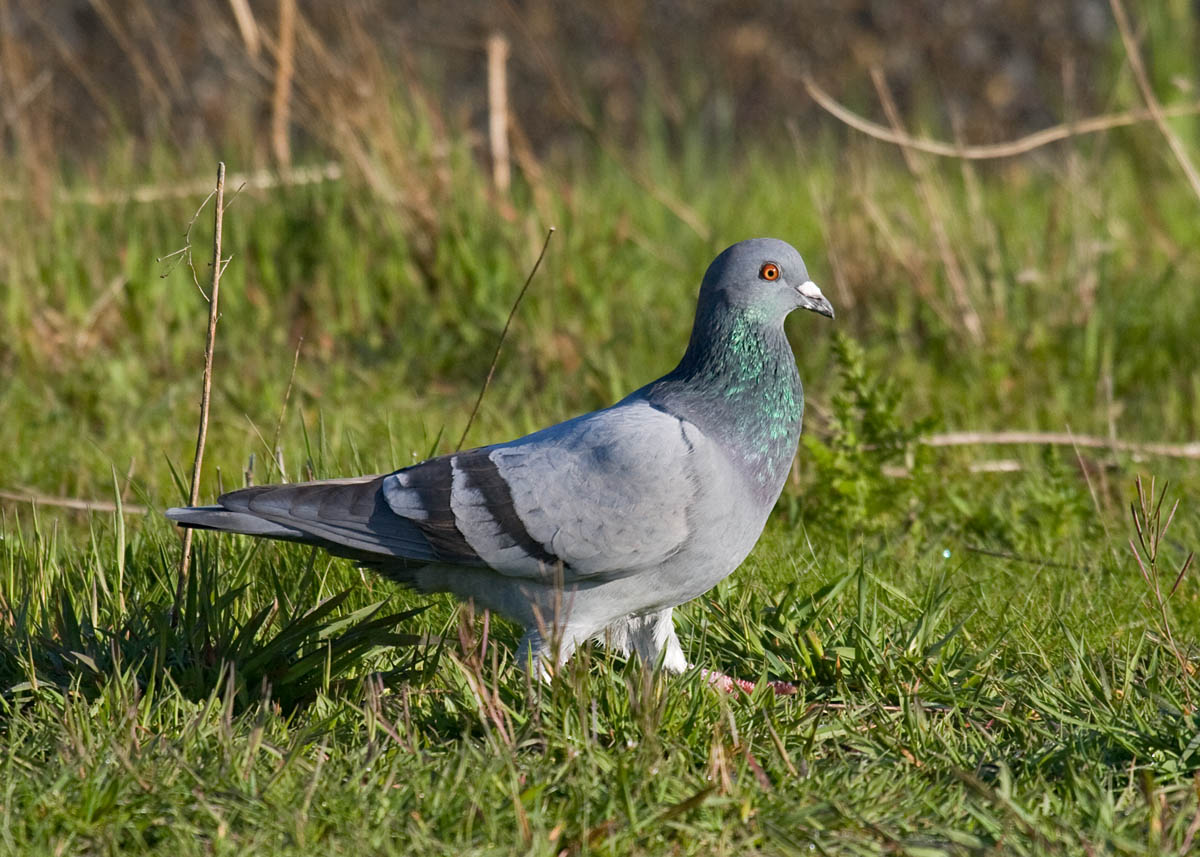 Birds to know in San Diego: Oceanside Pier - Greg in San Diego