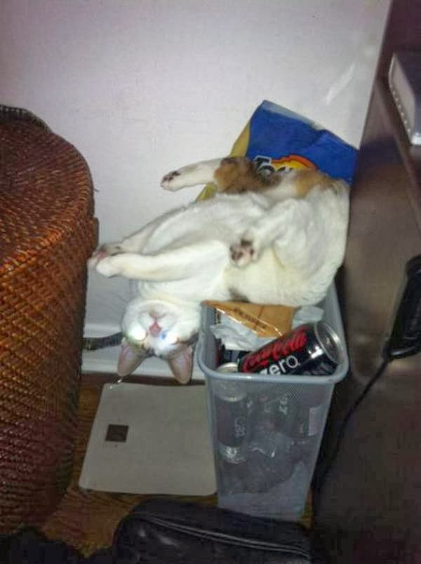 Funny cats - part 90 (40 pics + 10 gifs) | Amazing Creatures