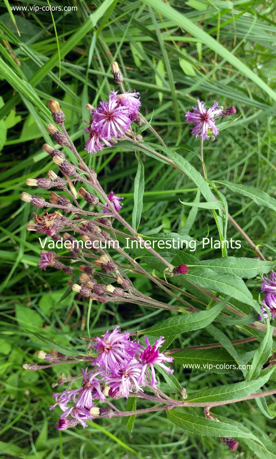 Vademecum Interesting Plants: Vernonia gigantea - Wernonia olbrzymia ...