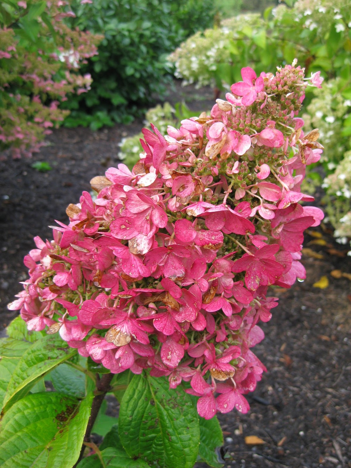 Rotary Botanical Gardens - Hort Blog: Panicled Hydrangeas For A ...