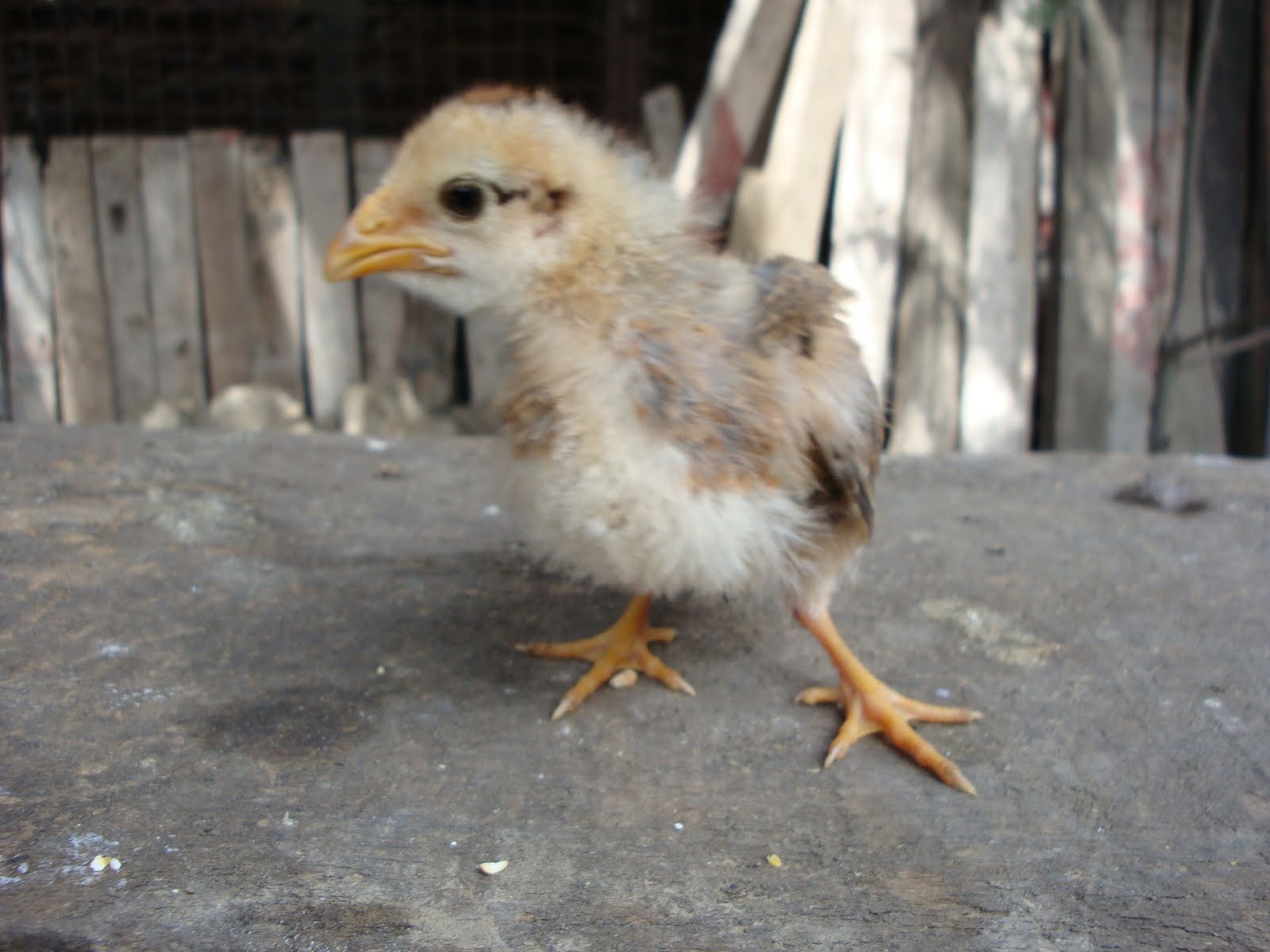 Pollito fino - Imagui