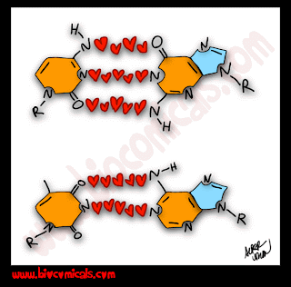 Biocomicals: Love stabilizes the DNA!