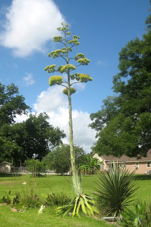 stuff from ellen's head: sharp, spiny, pokey things