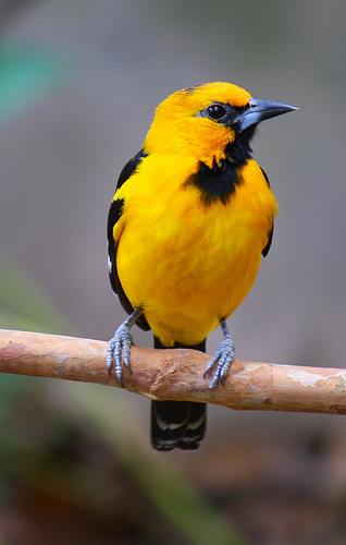 EL SALVADOR DE AYER Y HOY: CHILTOTA, ave de la campiña de El Salvador ...