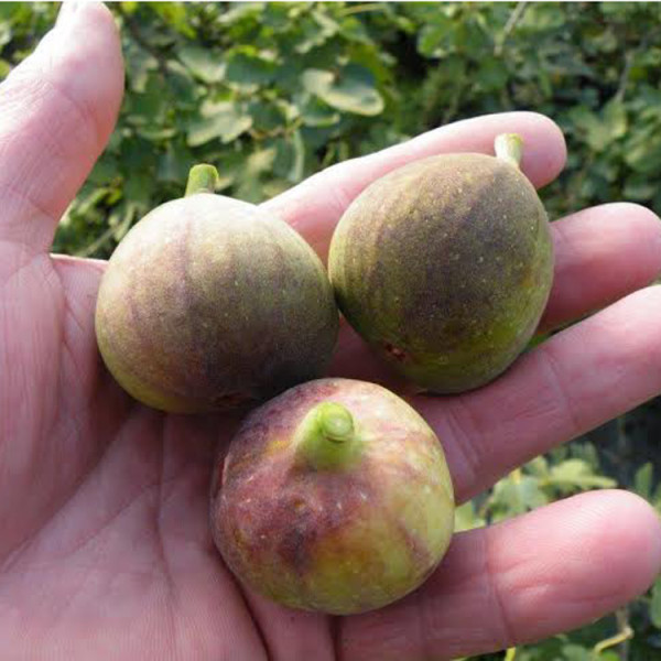 Magnolia Fig - Var Tin