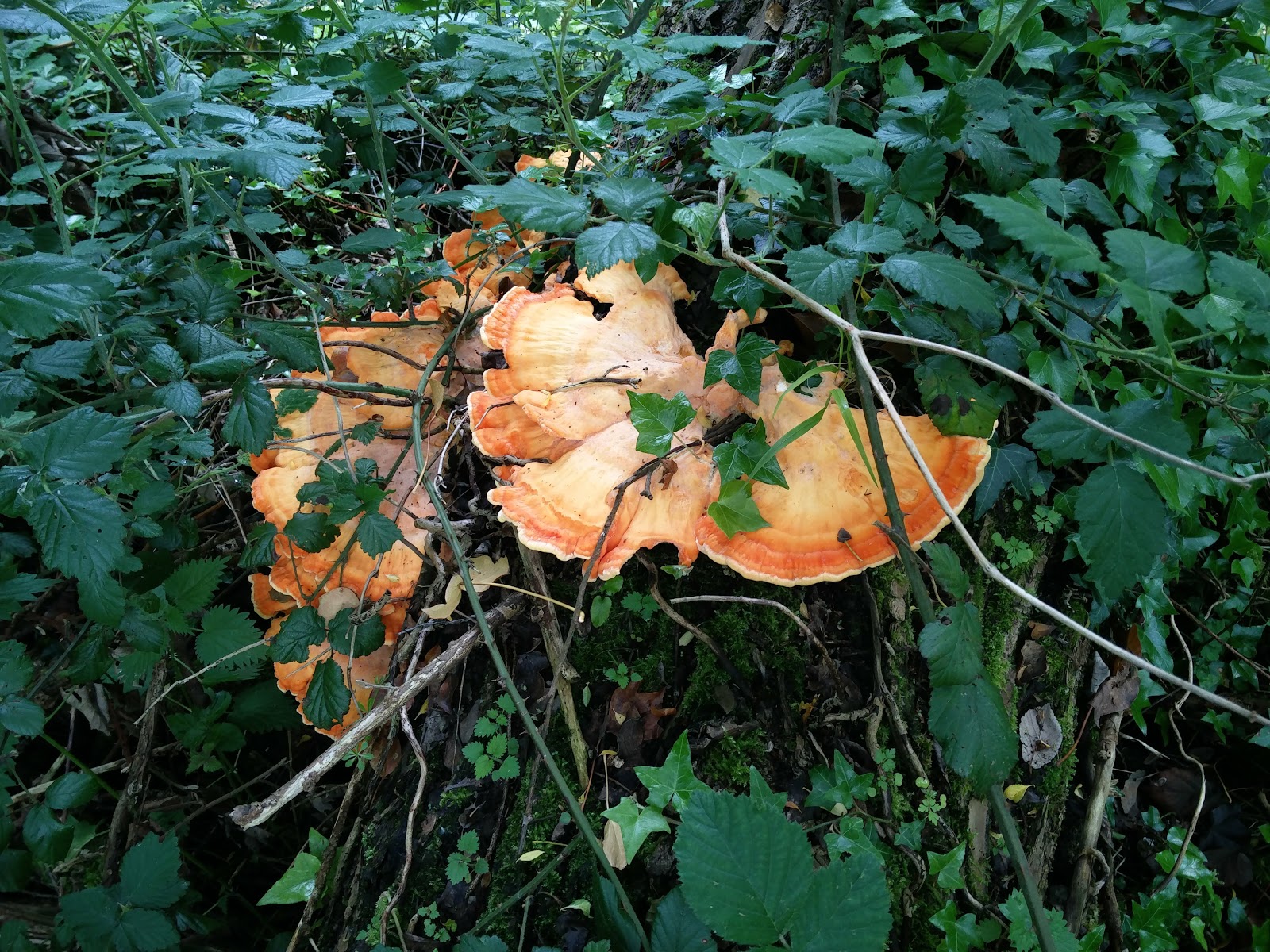 Misidentifying Fungi: May 2017