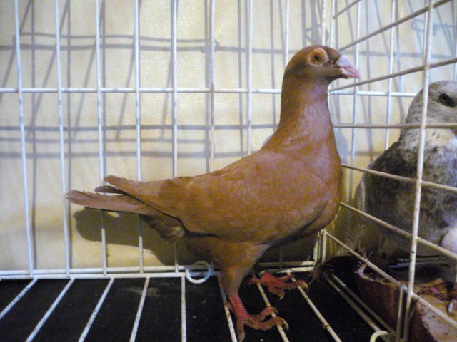 Szolnok Bagdad pigeons ( Szolnoki Bagdetta ) - Pigeons fall