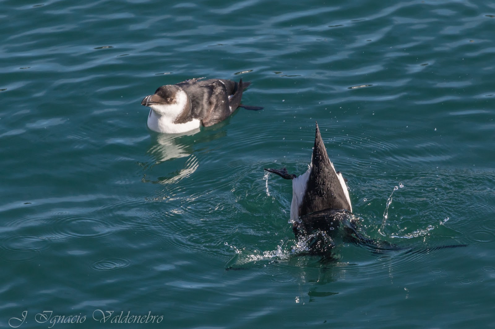 DocNatureBlog: El pingüino europeo. Alca Común (Alca torda). Alca Monxa.