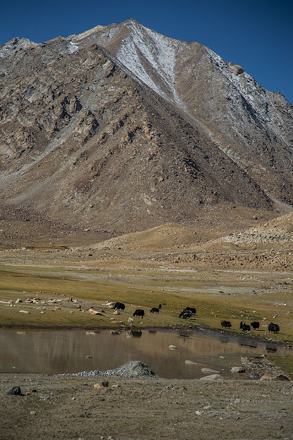 Tso Ltak - the unexplored lake of Ladakh