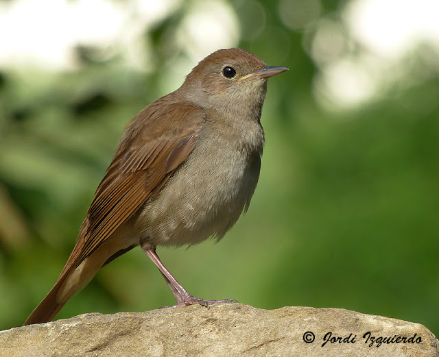 ...NATURA FOTOGRÀFICA: EL ROSSINYOL
