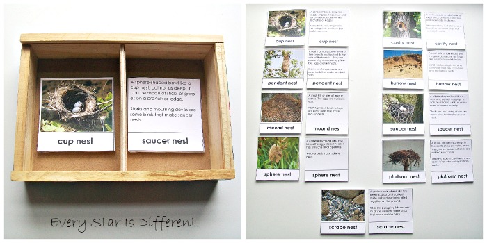 Bird Unit 3 with Free Printables - Every Star Is Different