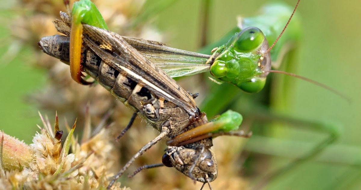 STEFAN LUKETA: RED MANTODEA