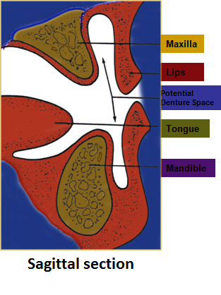 Dentistry and Medicine: Concept of Neutral Zone