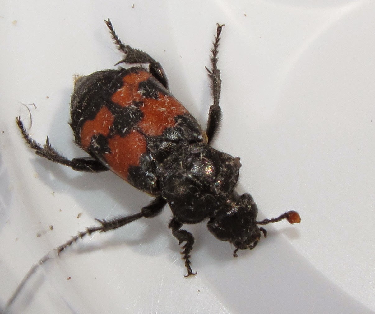 Bug Eric: More Beetles from Bones