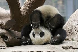 PANDA VS SLOTH: Panda Headstand!