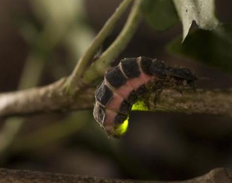 All About Wildlife: Glow Worm (Arachnocampa luminosa)