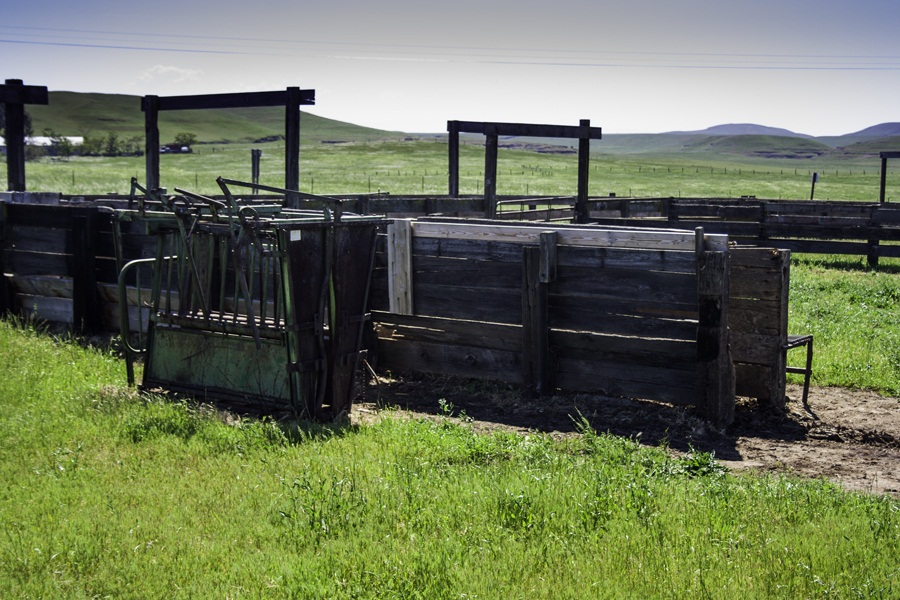 Milton Ranch: Cattle Corrals