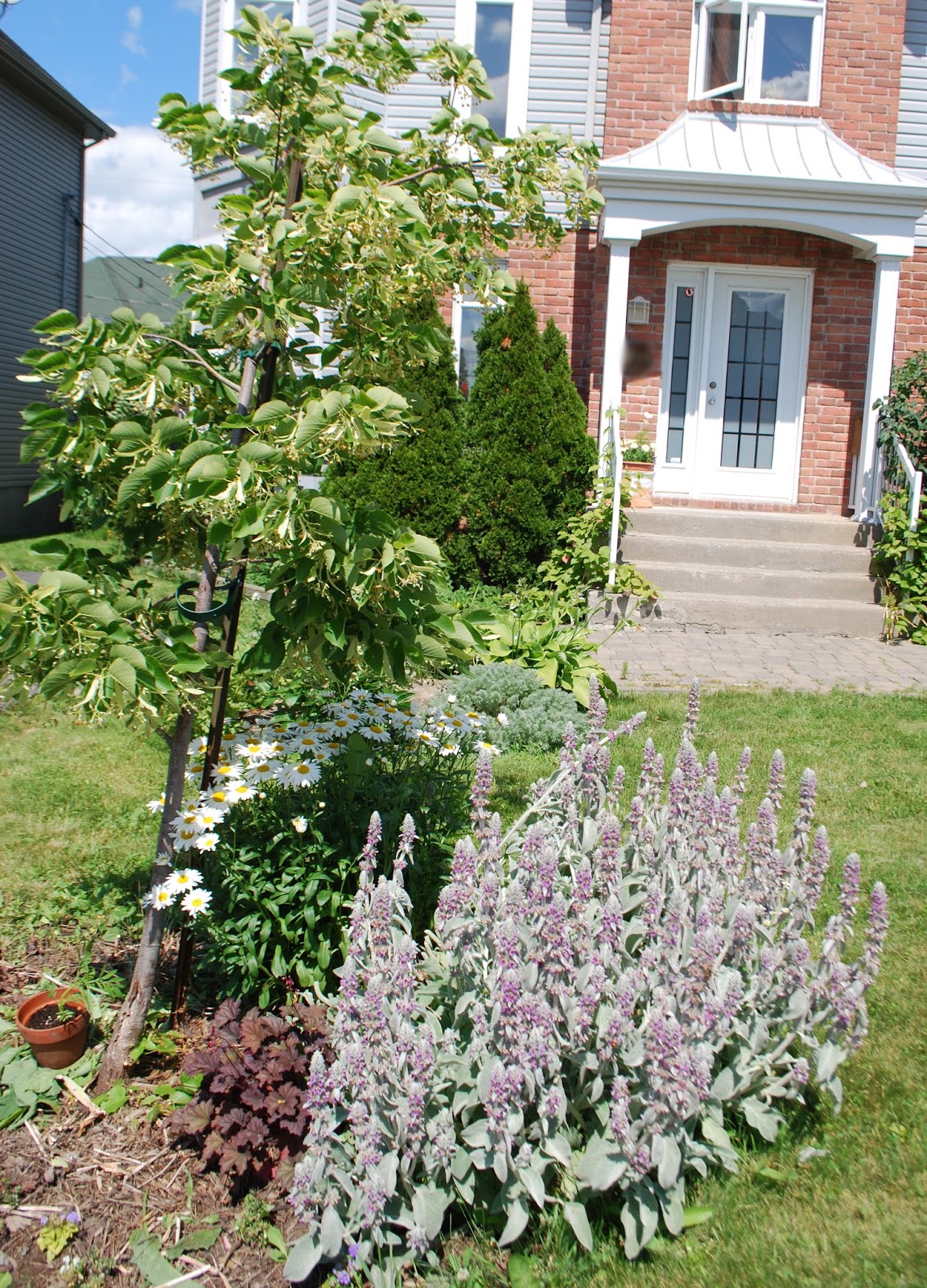 3 Jardins au Québec: Le tilleul, arbre extraordinaire