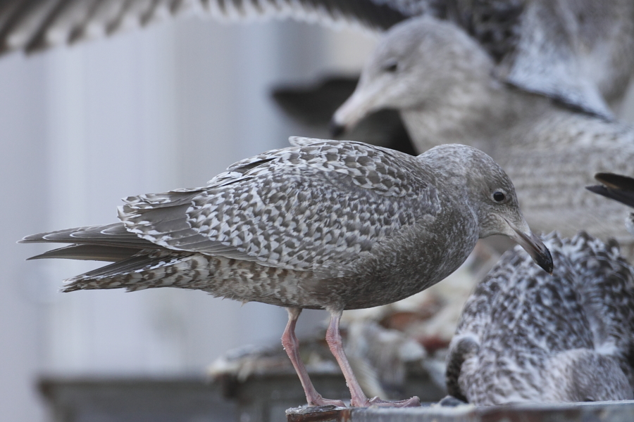 GullDK: Thayer's Gull now with white balance set to shade