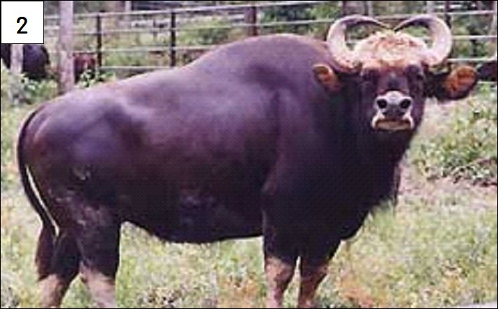 Laman Bahasa Melayu Pemulihan Khas: Kemahiran 24.5 Menulis perkataan kv ...