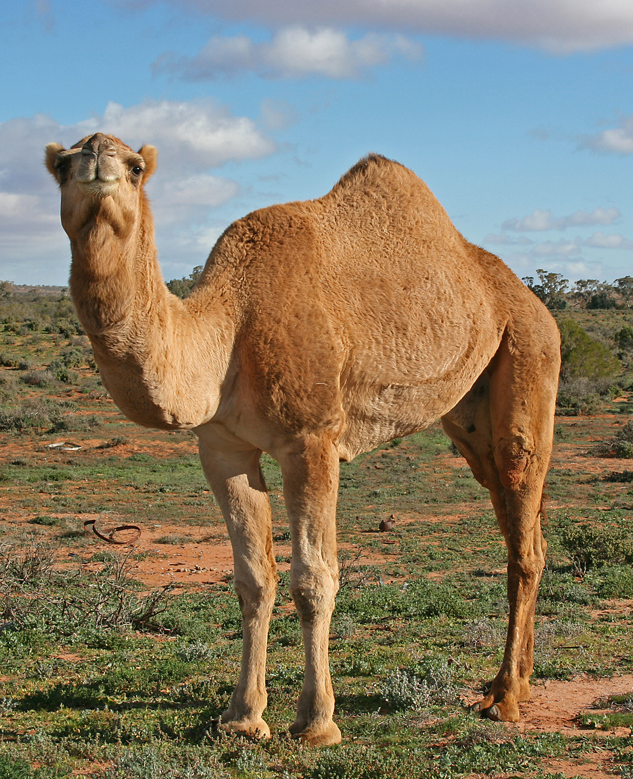 Informativo Animalista: Proponen matar todos los camellos de Australia ...