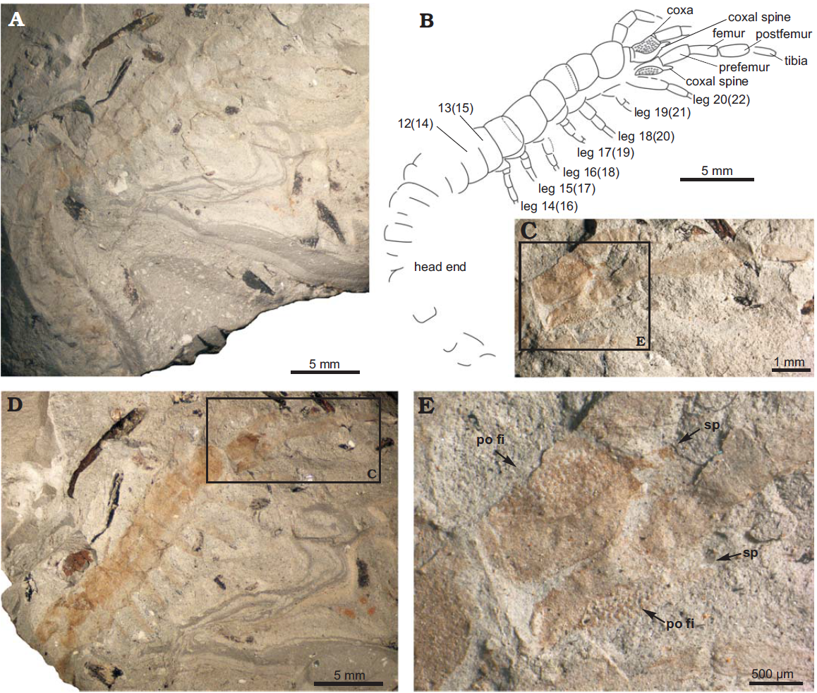 Sciency Thoughts: Permocrassacus novokshonovi and Permocryptops ...