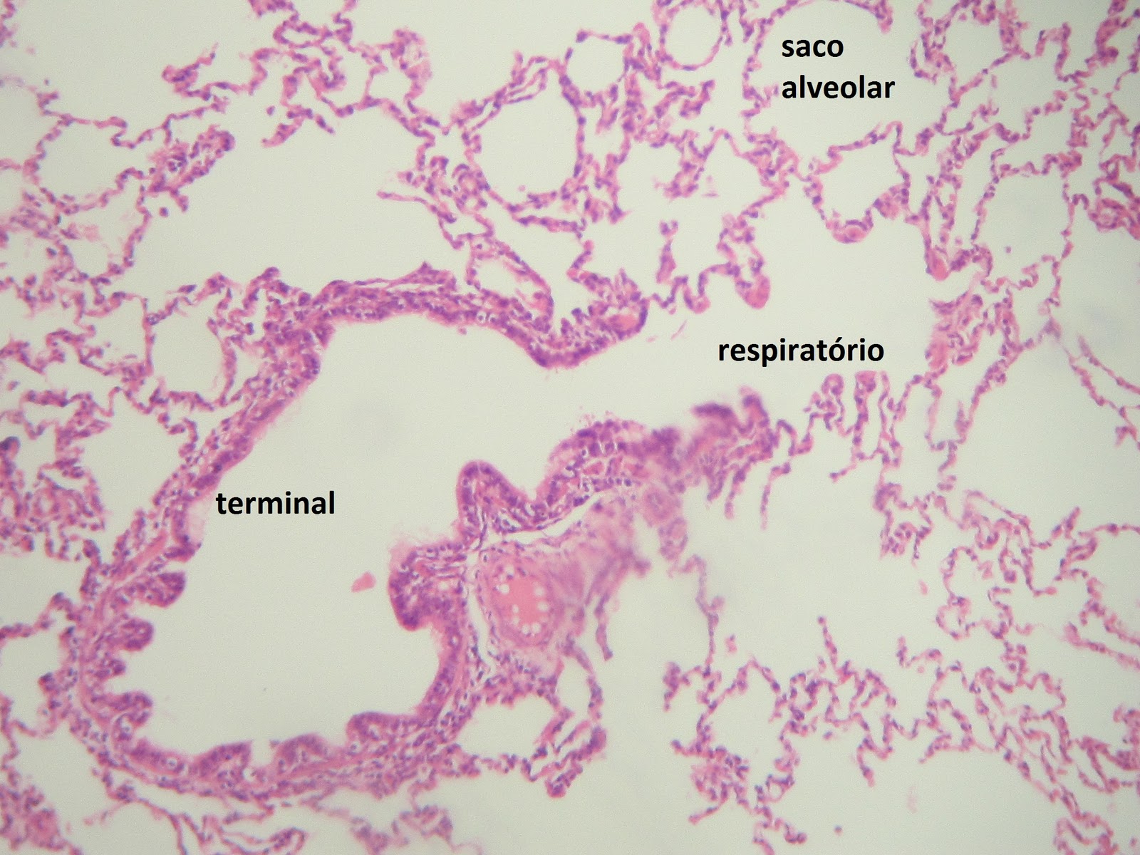 histologia - pulmão