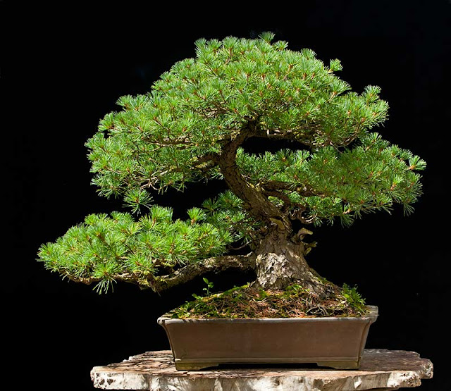 Walter Pall Bonsai Adventures: Japanese White Pine #4
