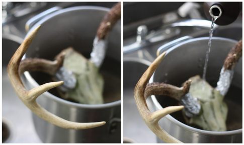 How to Clean and Wall Mount Deer Antlers | 17 Apart