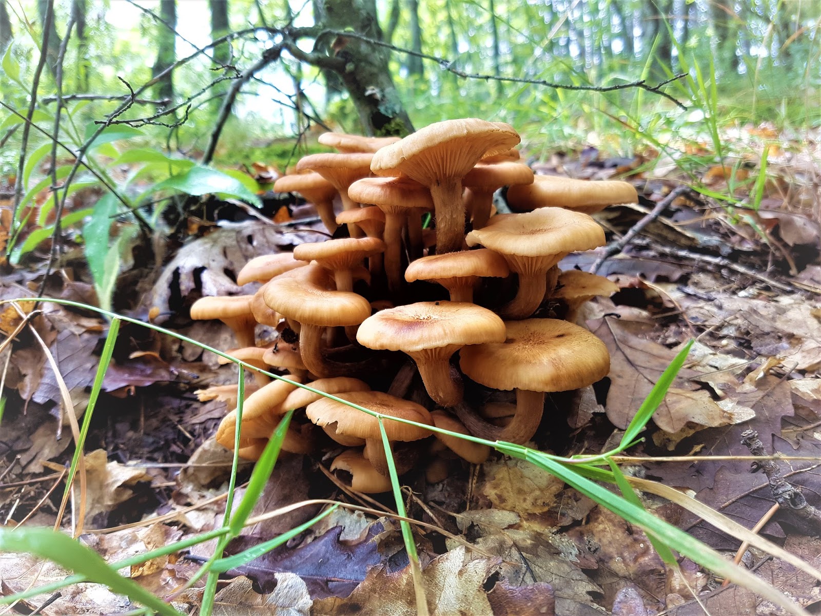 Čudesni svet gljiva na planini Kukavici: Gljive; Patogeni i imunitet šume