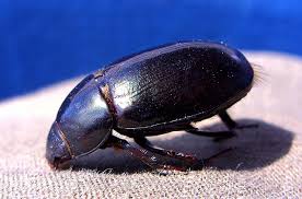 BIOLOGÍA Y GEOLOGÍA 1ESO EXXI - IES MAR. BAQUERO: abril 2017