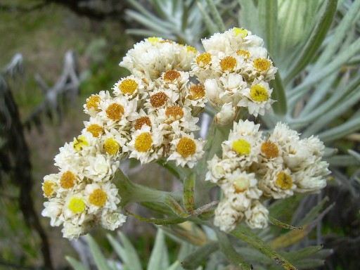 Nathan' anddyharini: Edelweis sang bunga Abadi