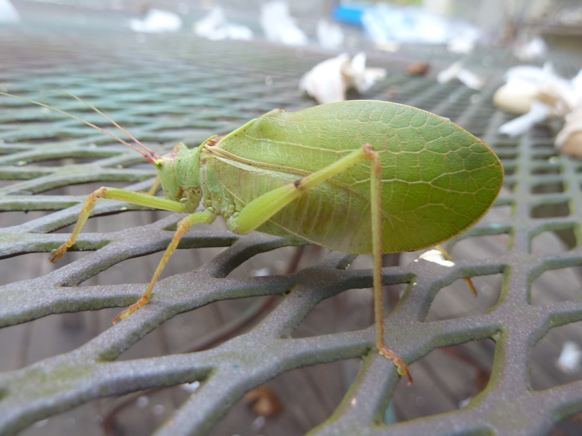 Springfield Plateau: True Katydid
