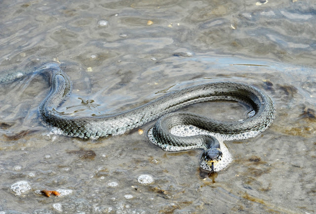 Roger Brendhagen: Buorm
